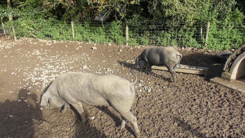 Two Pigs Looking Around for Food in Mud in Devon 2024 Stock Photo ...