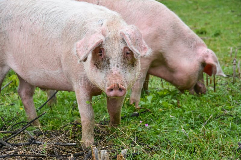 Two Pigs in a Meadow, One Looking at the Camera Stock Photo - Image of ...