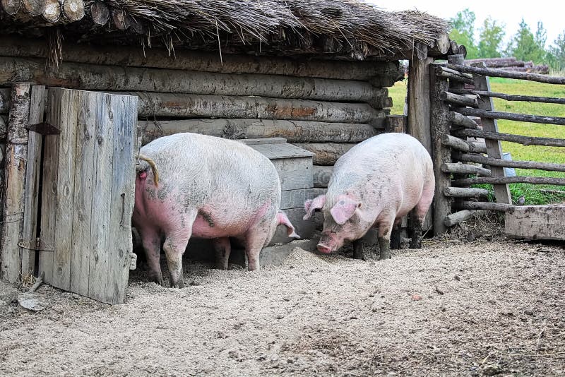 Two pigs in a barn stock photo. Image of togetherness - 22753844