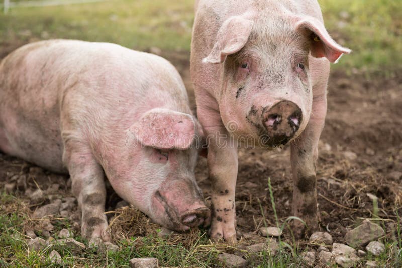 Two pigs in a pen stock image. Image of journey, colca - 130638397