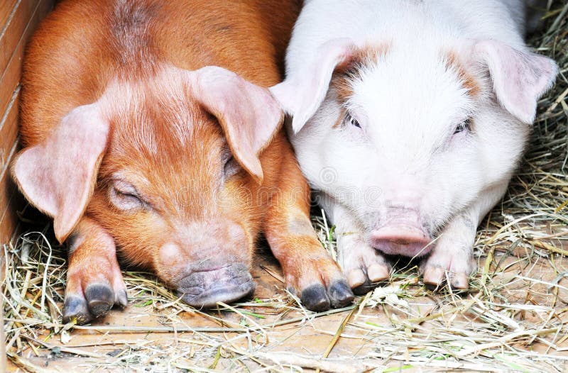 Small and Smaller stock photo. Image of pink, farmer, piglets - 583700