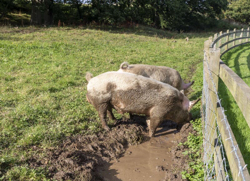 Two pigs stock photo. Image of farming, livestock, pigs - 208610522