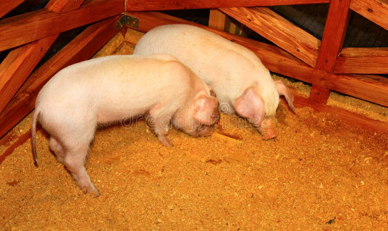 Two Pigs stock image. Image of animals, pigsty, animal - 32581309