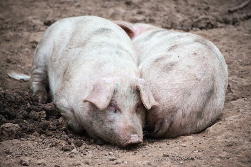 Two pigs stock image. Image of pink, tail, pigs, laying - 66415503