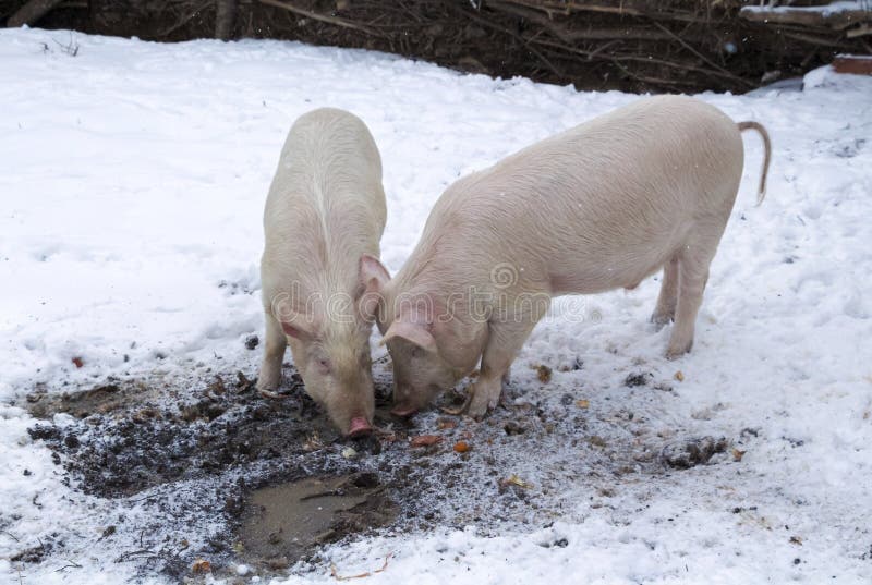 Two pigs on snow stock photo. Image of animal, farming - 111261538
