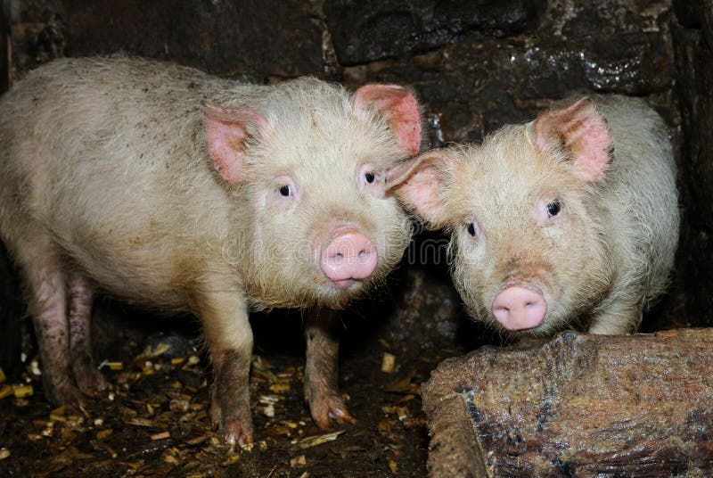 Two pigs stock photo. Image of husbandry, livestock, cute - 50206590