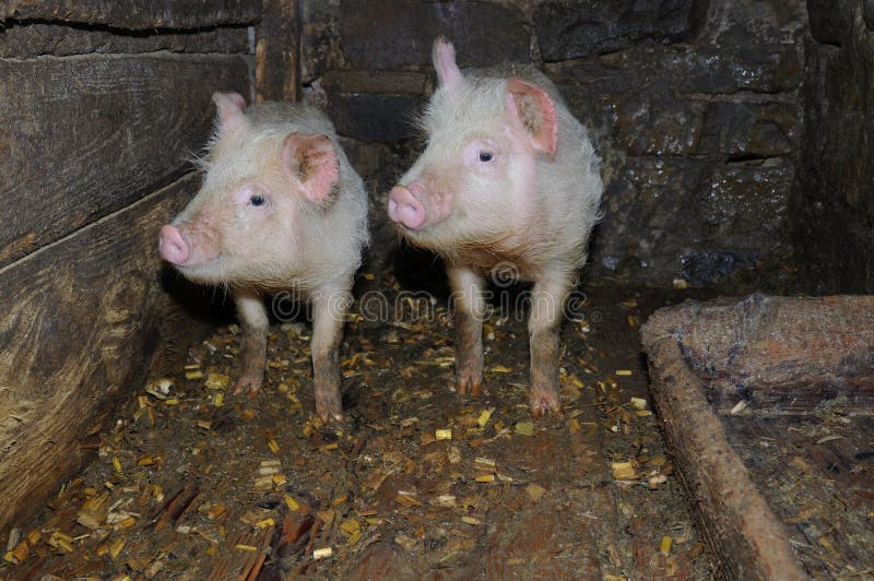 Two pigs stock photo. Image of barn, happy, livestock - 50207196