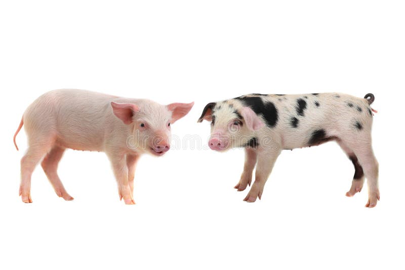 Two pigs stock image. Image of pink, side, front, meat - 114769381