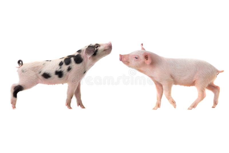 Two pigs stock image. Image of meat, looking, farm, place - 114769363