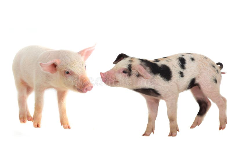 29,629 Pigs Stock Photos - Free & Royalty-Free Stock Photos from Dreamstime