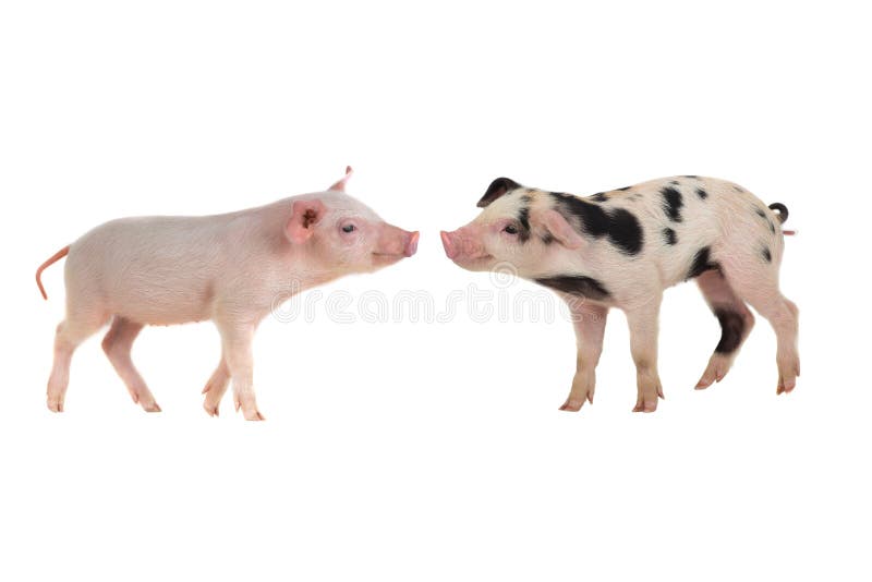Two pigs stock image. Image of pink, side, front, meat - 114769381
