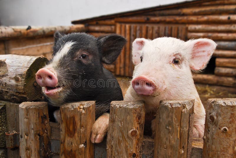 Two pigs stock photo. Image of fence, mammal, animal - 34774886