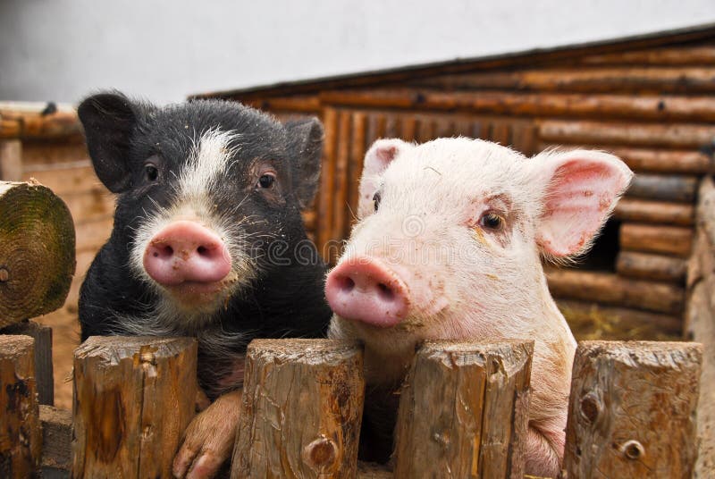 Two pigs stock image. Image of dirty, piggy, animal, portrait - 36692775