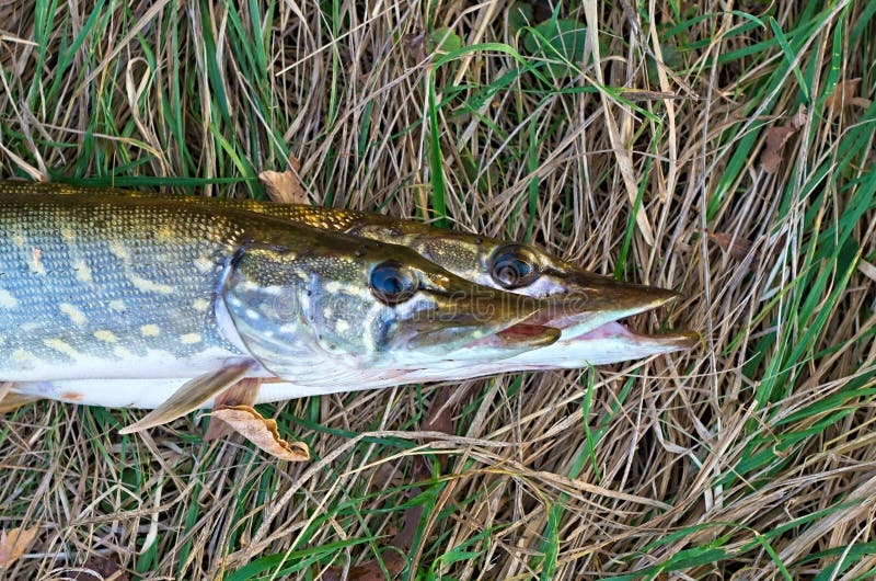 Two pike stock image. Image of grass, fish, life, animals - 76480105