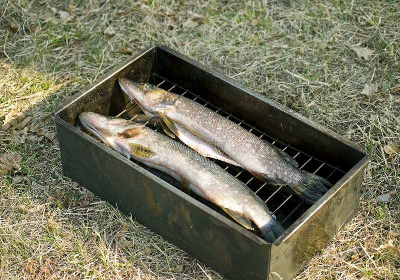 Two pike stock photo. Image of twin, coal, couple, prepared - 40134232