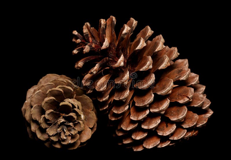 Two pine cones stock photo. Image of cone, black, cutout - 59146186