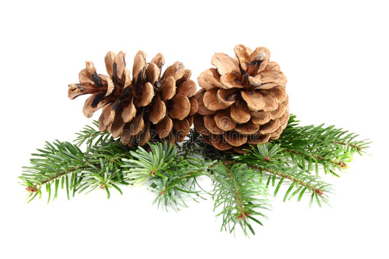 Two Pine Cones with Branch. Stock Image - Image of branch, pinecone ...