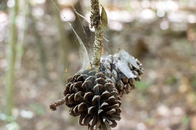 Two Pine Cones Covered in Spider Webs Stock Image - Image of insect ...