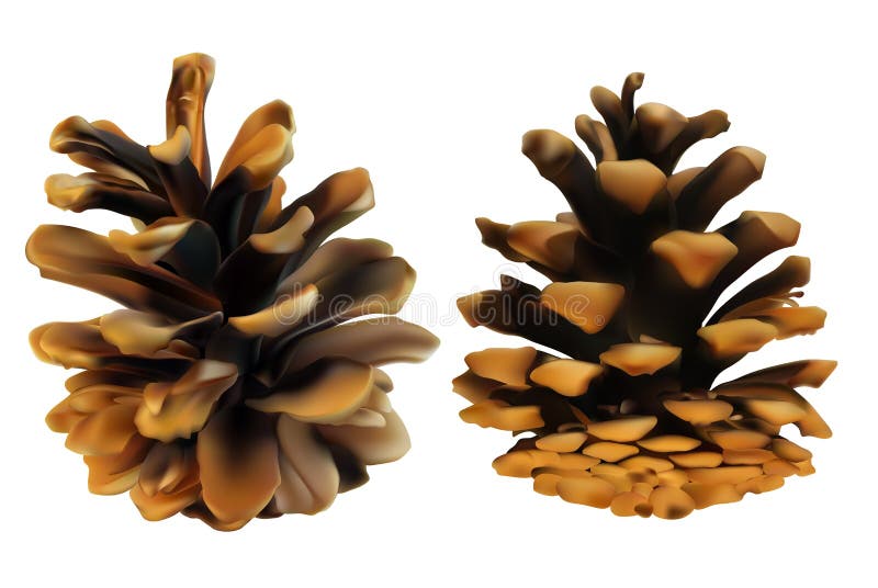Two Pine Cones in Different Angles. High Detailed Realistic ...