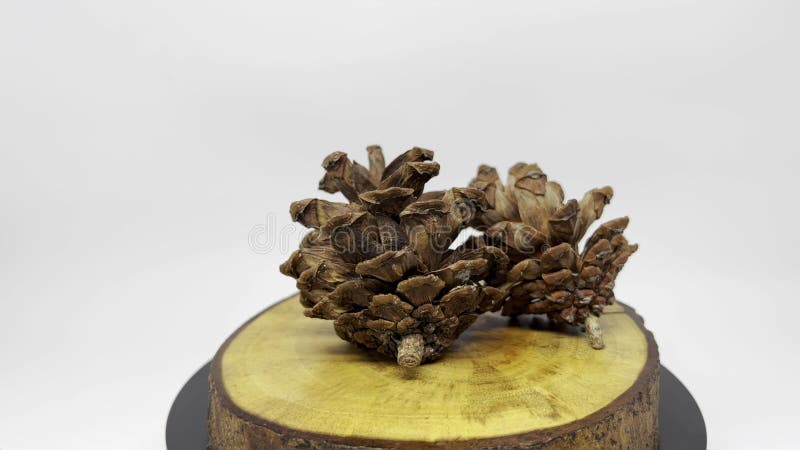 Two Pine Cones Displayed on a Wooden Slice, Highlighting Natural ...