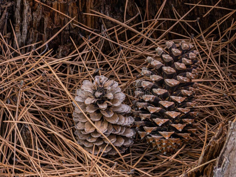 Two Pine Cones Fallen on the Forest Floor Stock Image - Image of ...