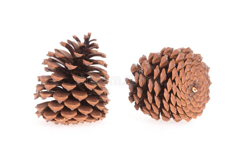 Two pine cones isolated stock photo. Image of clipping - 116150748