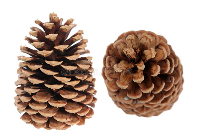 Two pine cones stock image. Image of plant, isolated - 35032093