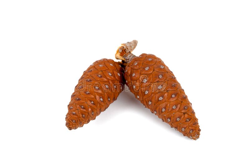 Two pine cones stock image. Image of tree, sample, symbol - 33855115