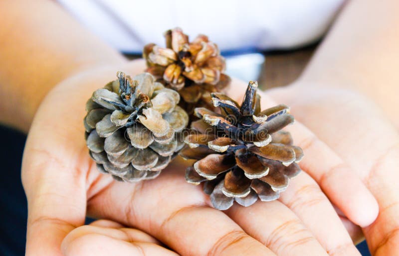 Two Pine Cones in Lab Experiments Stock Photo - Image of close, natural ...