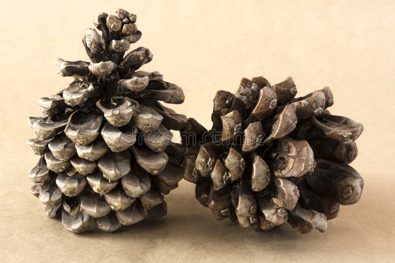 Two pine cones stock image. Image of cone, conifer, forest - 57930503
