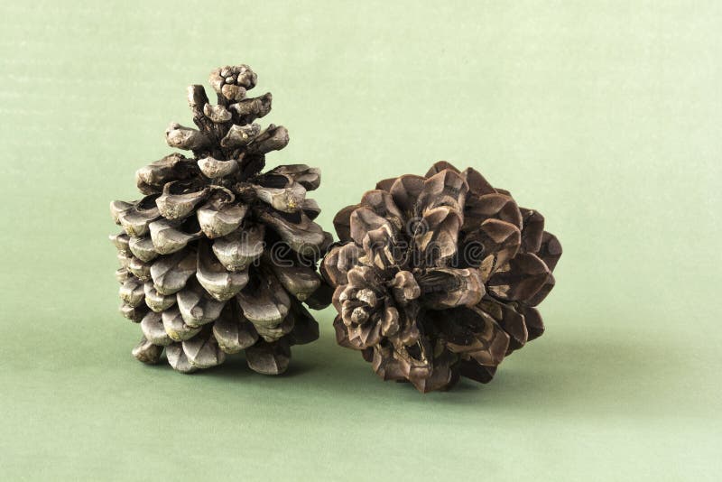 Two pine cones stock photo. Image of material, opened - 57930516
