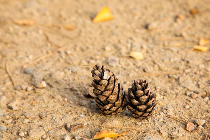 Two pine cones outside stock image. Image of plant, tree - 137219987