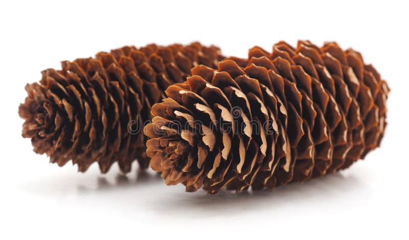 Two Pine Cones stock photo. Image of pinecone, horizontal - 36352546