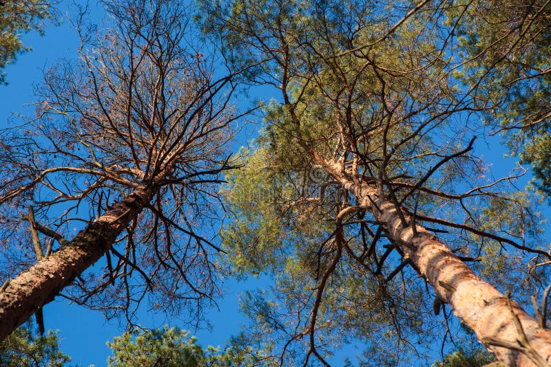 Two Pine Trees And Blue Sky Stock Image - Image of environment ...