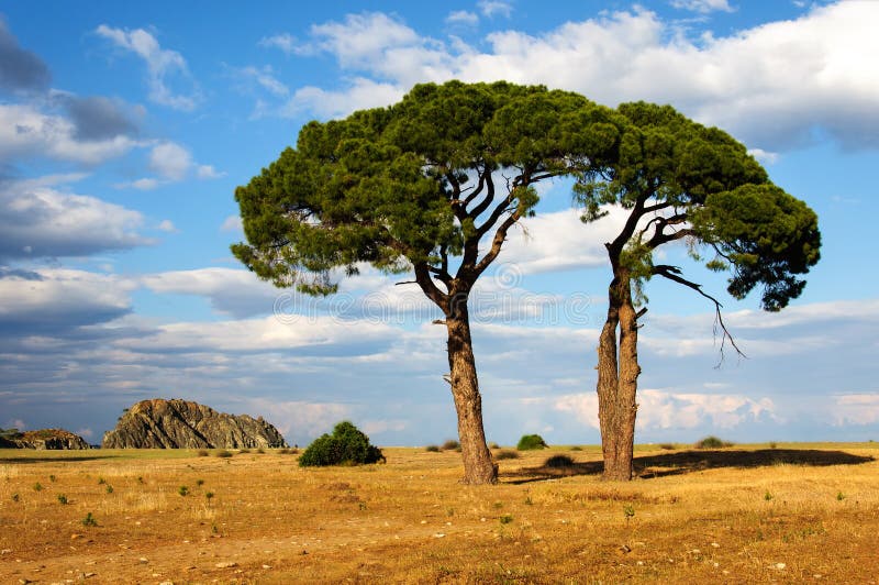 Two Pine Trees Against Sky at Sunset Stock Image - Image of green ...