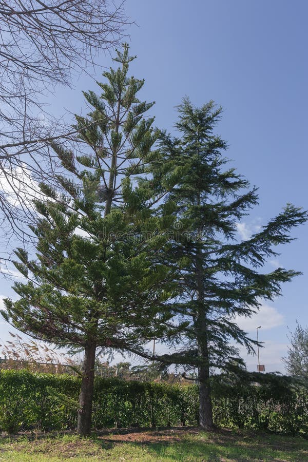 Two Pine Trees and in the Background a Clear Sky Stock Photo - Image of ...
