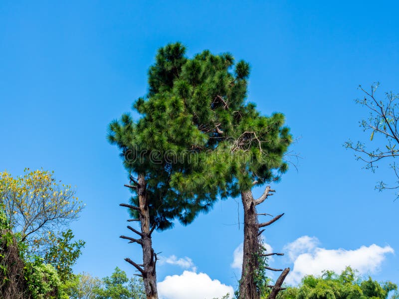 Two Pine Trees Combined into One Strange Tree Stock Photo - Image of ...