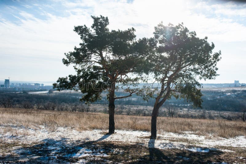 Two Pine-trees in the Field Stock Photo - Image of evergreen ...