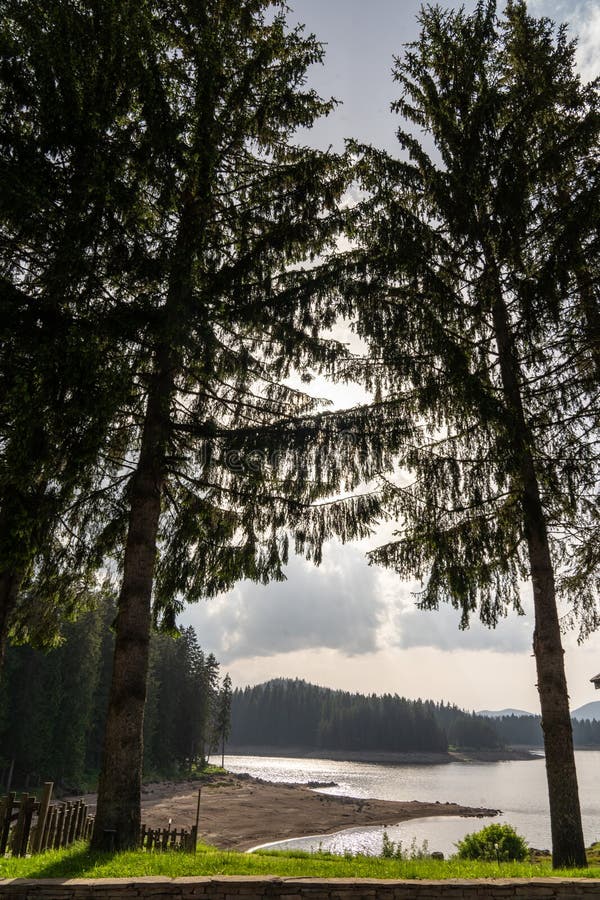 Two Pine Trees Framing a Mountain Lake on a Cloudy Day Stock Photo ...