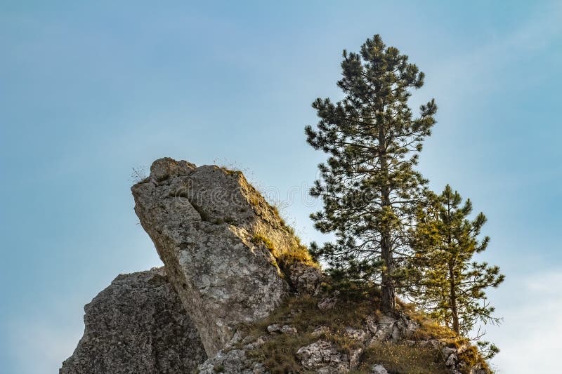 Two Pine Trees Growing on a Rock. Stock Image - Image of summer ...