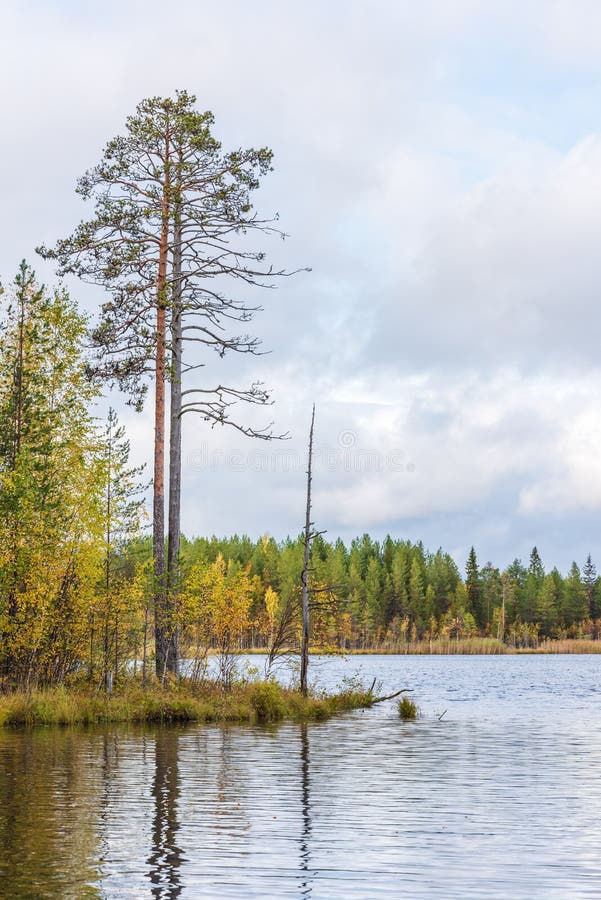 Two pine trees by the lake stock photo. Image of beautiful - 197824776