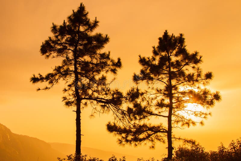 Two Pine Trees with Light in the Morning. Stock Image - Image of ...