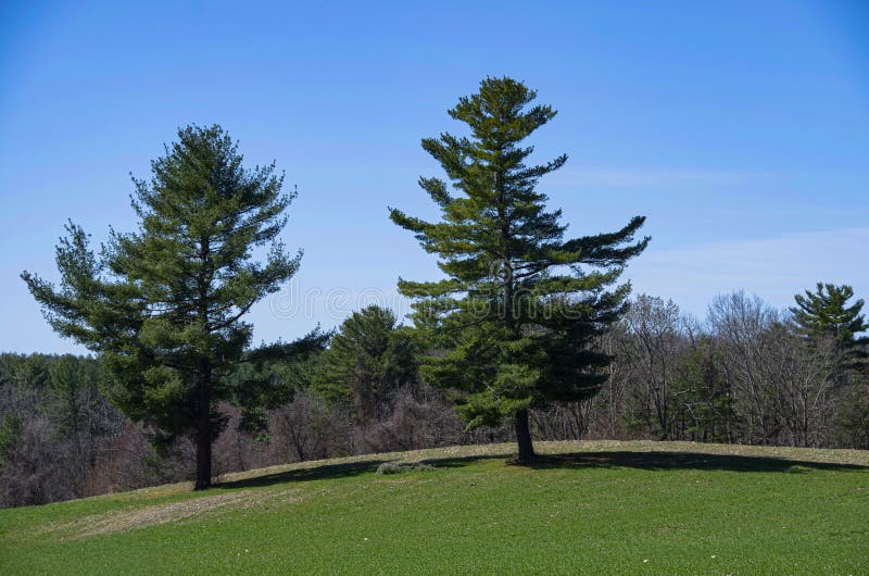 Two Pine Trees on Rolling Hill with Green Grass Stock Photo - Image of ...