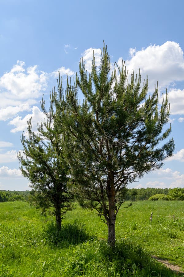 Two Pine Trees in the Summer in the Russian Field Stock Image - Image ...