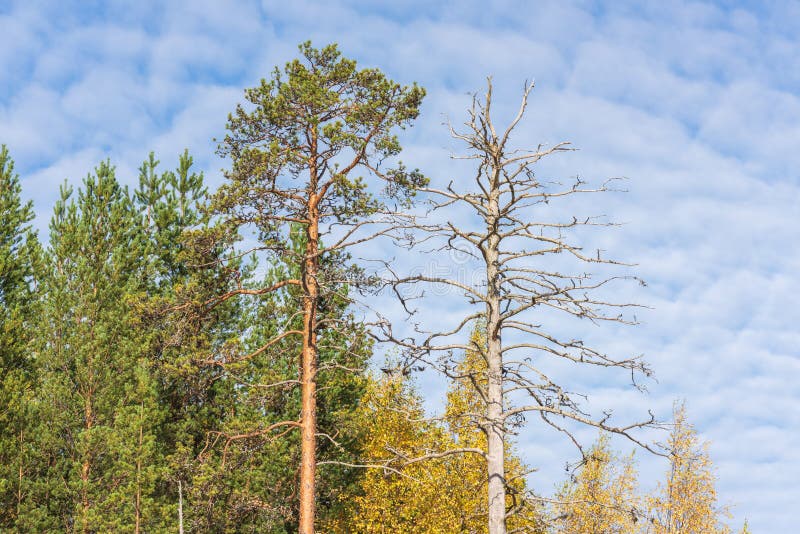 Two pine trees stock photo. Image of wood, outdoors - 198147644