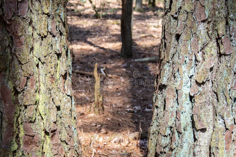 Two Pine Trees in Woods Looking through To Forest Stock Photo - Image ...