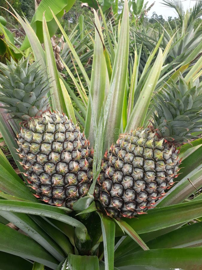 Two Pineapple fruit stock photo. Image of trees, nature - 269959308