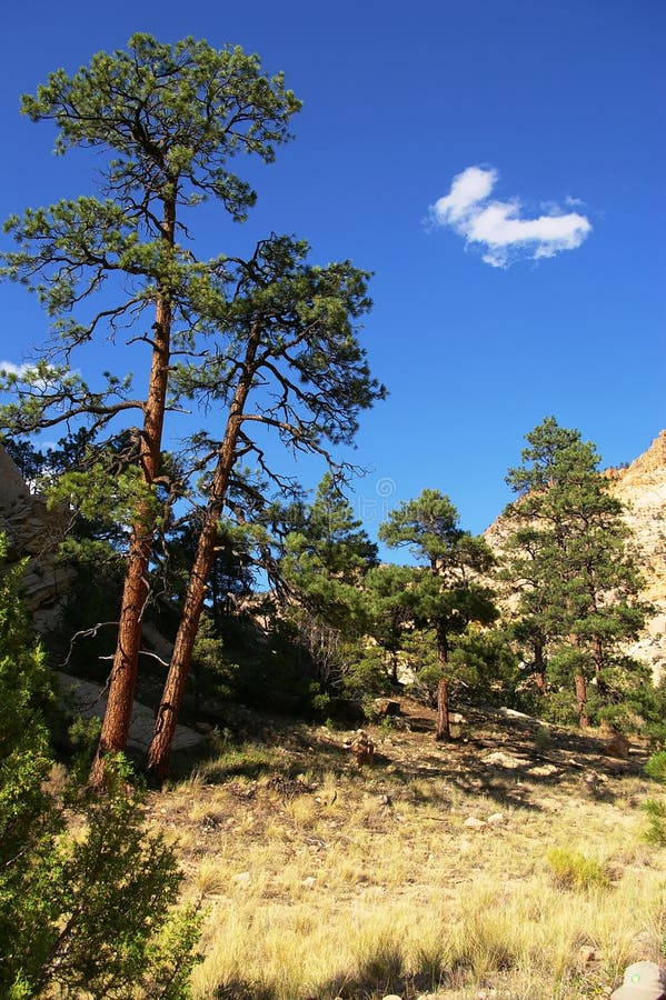 Two Pines stock photo. Image of needles, clouds, outdoors - 6280382