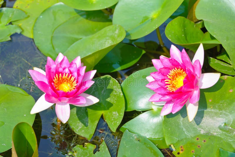 Two Pink Blooming Lotus Flower Stock Photo - Image of macro, detail ...