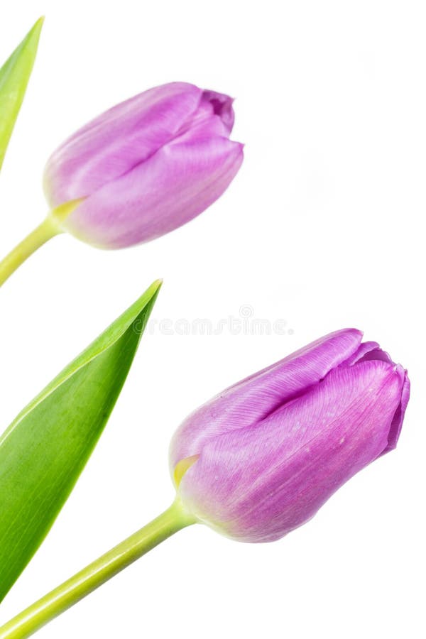 Two pink coloured tulips stock image. Image of gardener - 23817769
